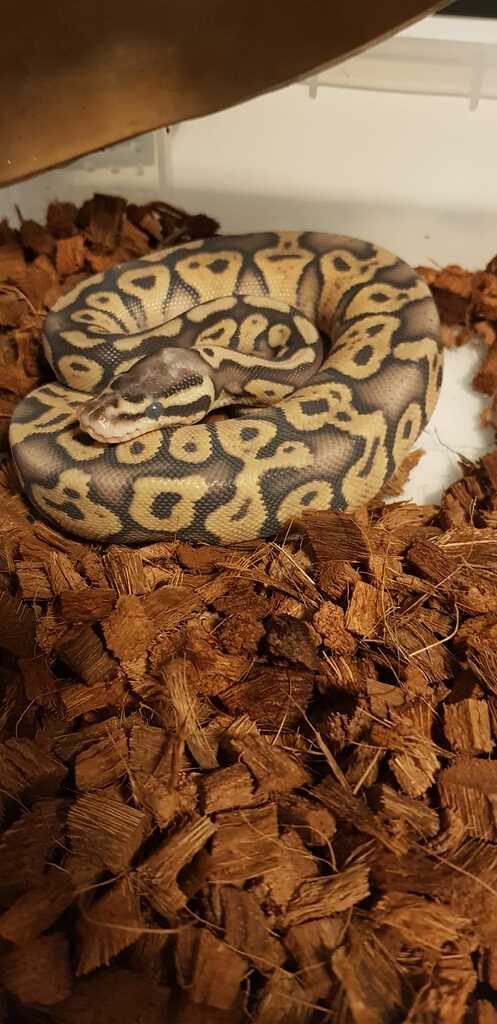 Yay she’s home 🥰 - Ball Pythons - MorphMarket Reptile Community