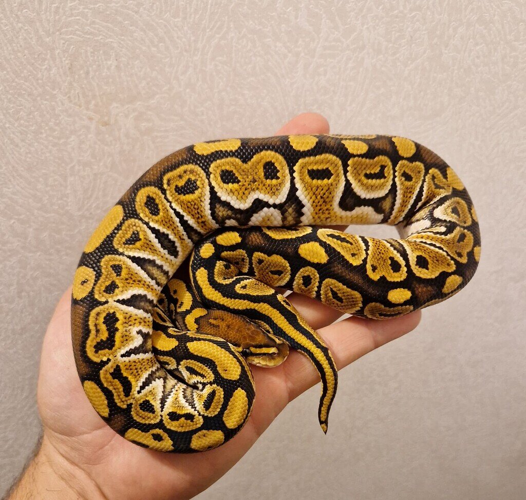 Special vs Special - Ball Pythons - MorphMarket Reptile Community