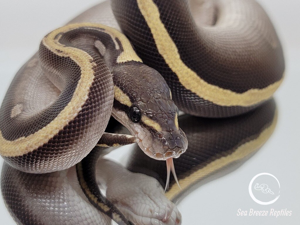 Photography fun - Ball Pythons - MorphMarket Reptile Community