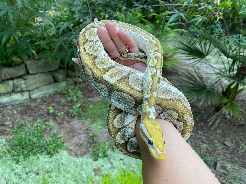 Bamboo Morph Identification Help - Ball Pythons - MorphMarket Reptile ...