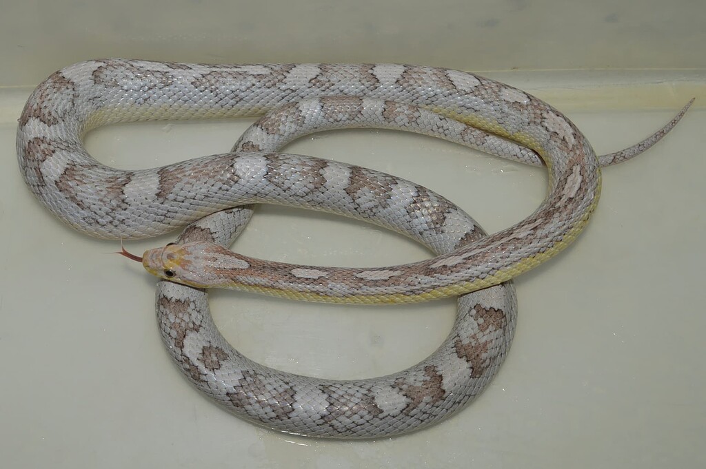Leopard motleys and Dappled stripes - Page 3 - Corn Snakes ...