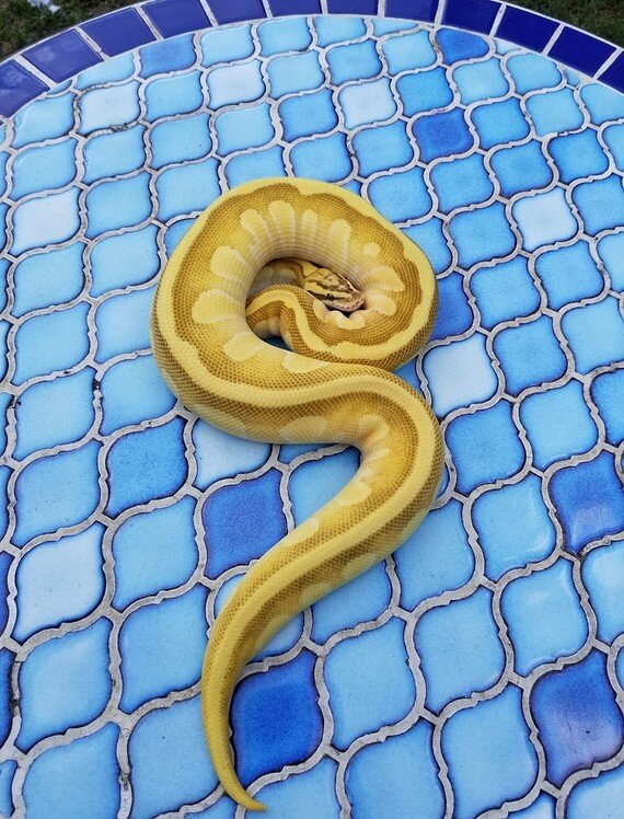 Favorite Lesser Combos? - Ball Pythons - MorphMarket Reptile Community