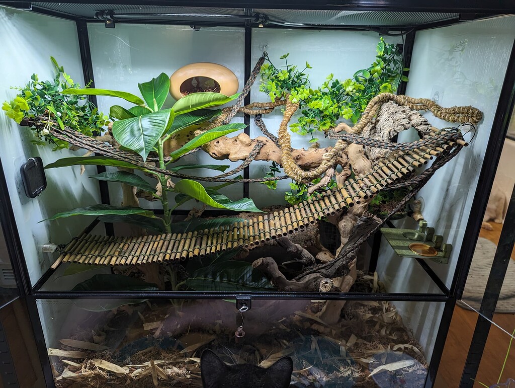 How's this for a giant day gecko? - Other Geckos - MorphMarket Reptile ...
