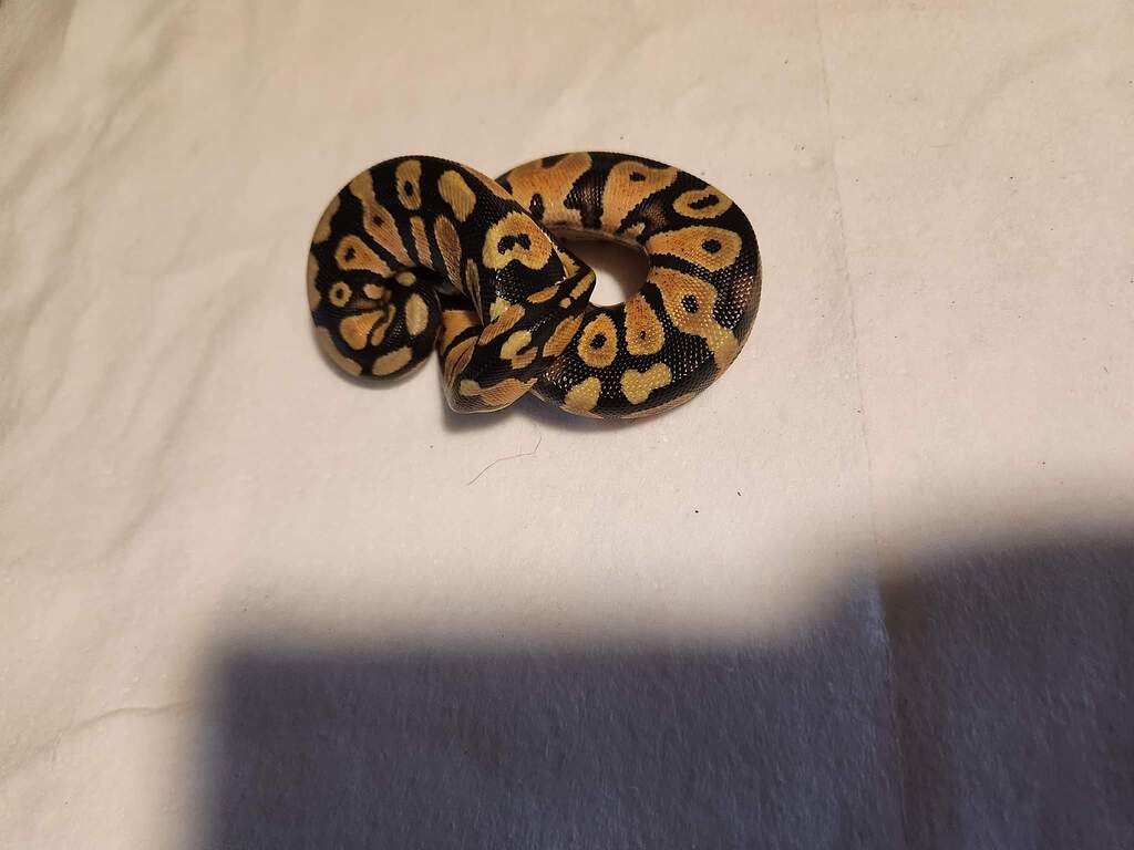 Pastel x Pastel Mojave Ghost clutch ID - Ball Pythons - MorphMarket ...