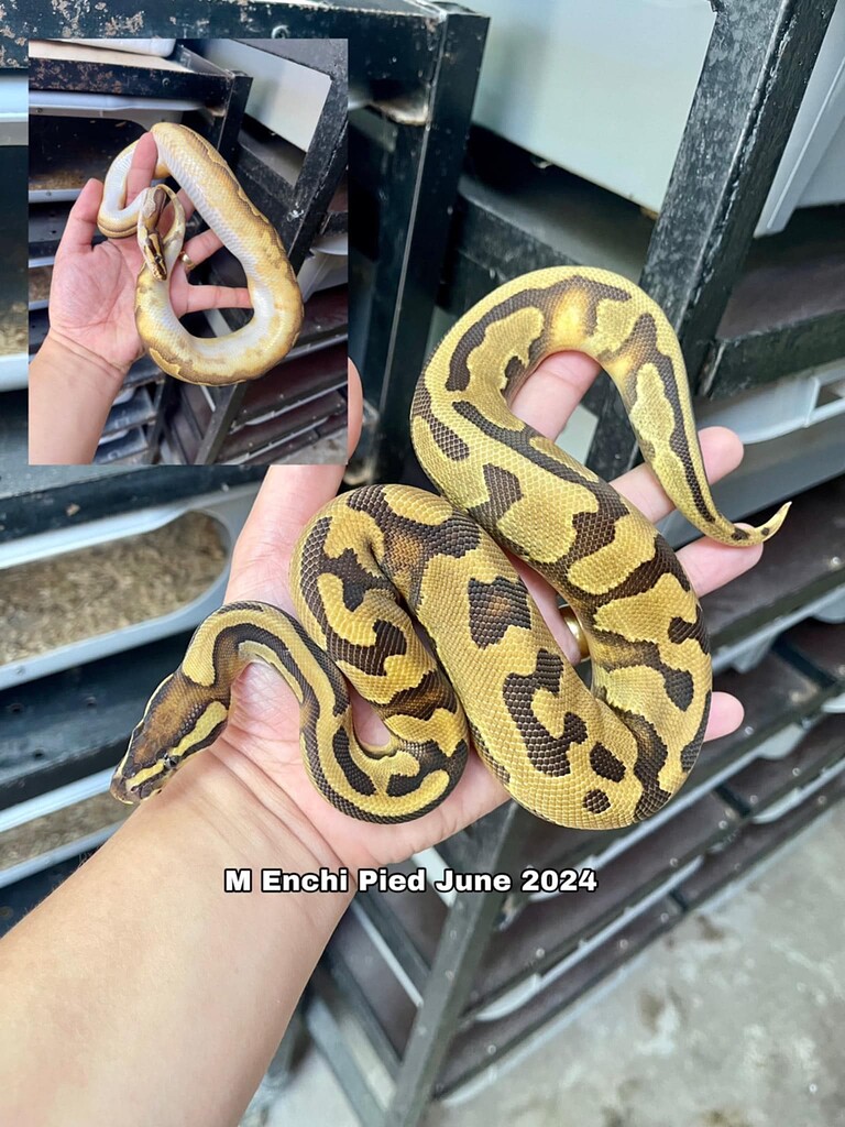 No white pied? - Ball Pythons - MorphMarket Reptile Community