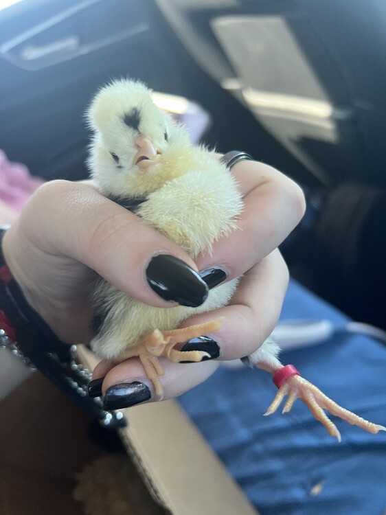 New Chickens! - All Reptiles - MorphMarket Reptile Community