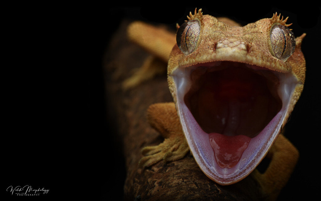 Angry little one - Other Geckos - MorphMarket Reptile Community