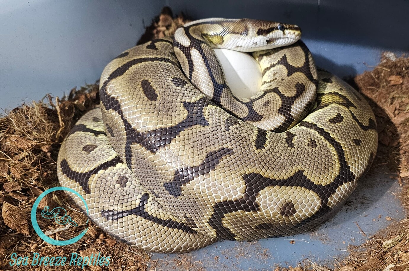 First clutch of 2025 - Ball Pythons - MorphMarket Reptile Community