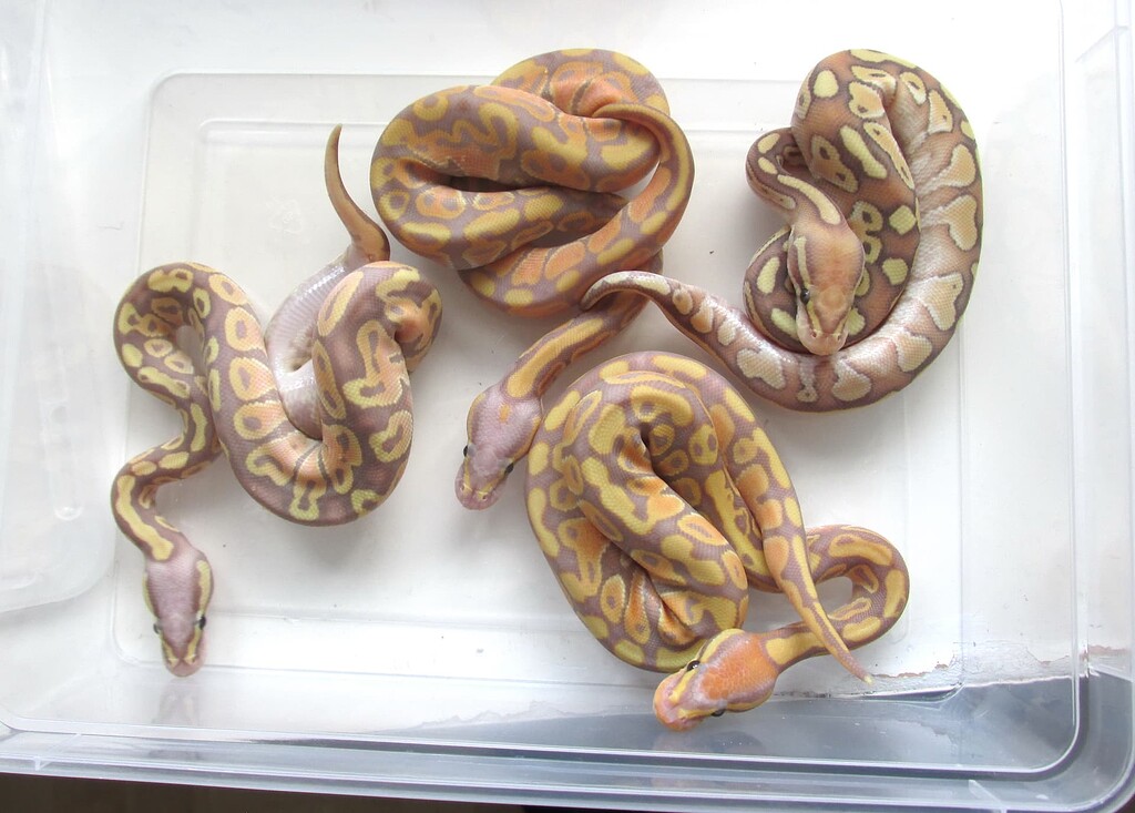 Whats the orange head and lips about in this banana? - Ball Pythons ...