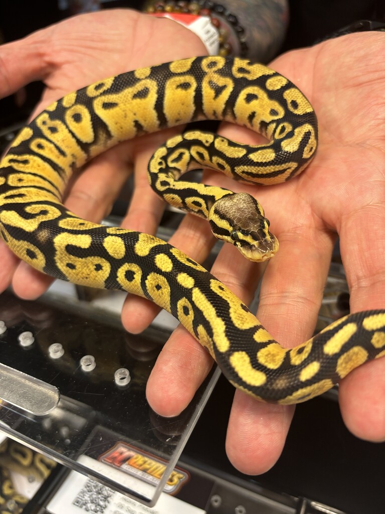 Pastel Vanilla or Fire Het Desert Ghost? - Ball Pythons - MorphMarket ...