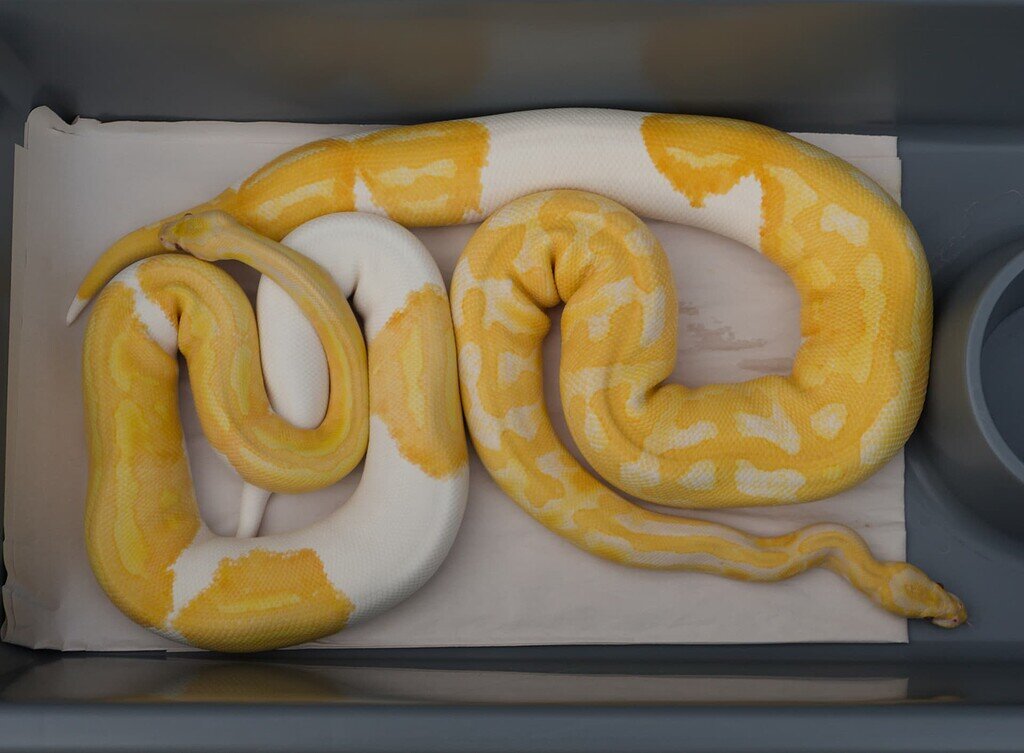 Sub Adult Comparison: YB Dreamsicle vs Pastel YB Dreamsicle - Ball ...