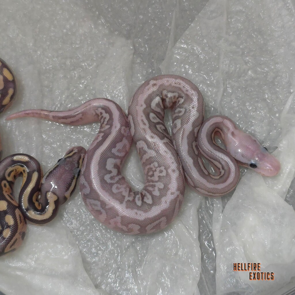 Hypo Combos Make Me Happy! 👻 - Ball Pythons - MorphMarket Reptile Community