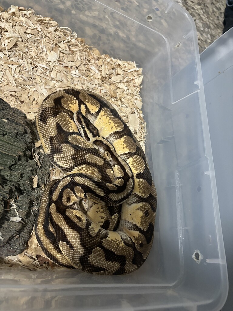 Id for this ball python, Marillo - Ball Pythons - MorphMarket Reptile ...
