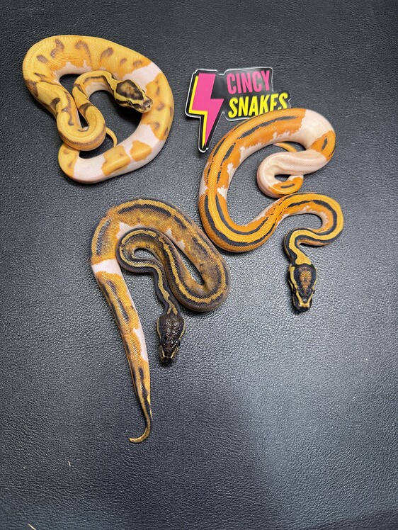 New Babies- Pied Ball Pythons - Ball Pythons - MorphMarket Reptile ...