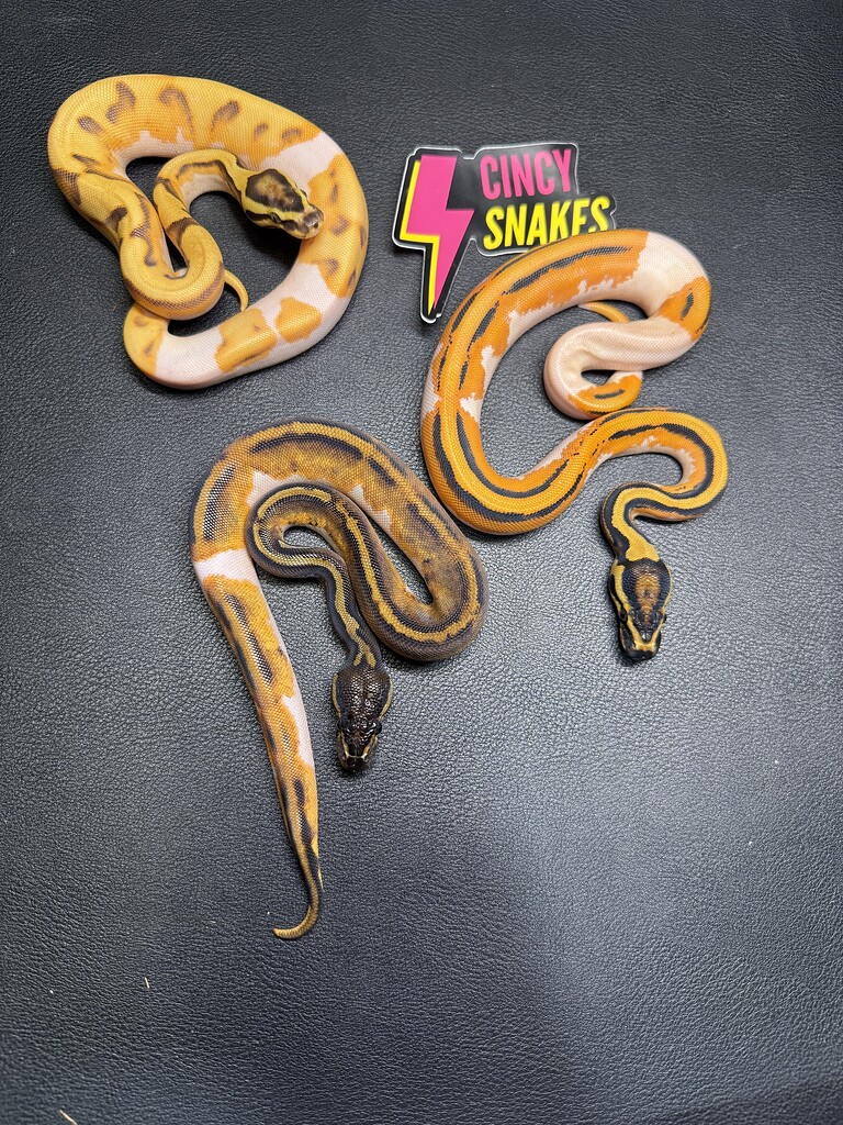 New Babies- Pied Ball Pythons - Ball Pythons - MorphMarket Reptile ...