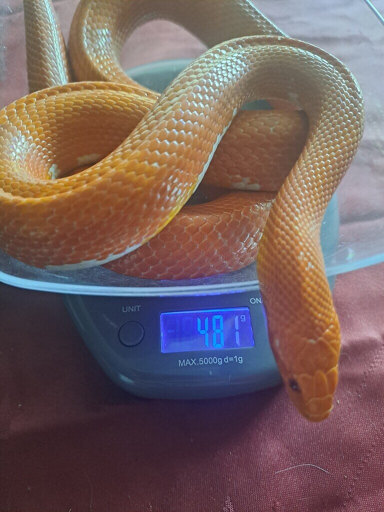 Is this overweight for a 2 year old corn? - Corn Snakes - MorphMarket ...