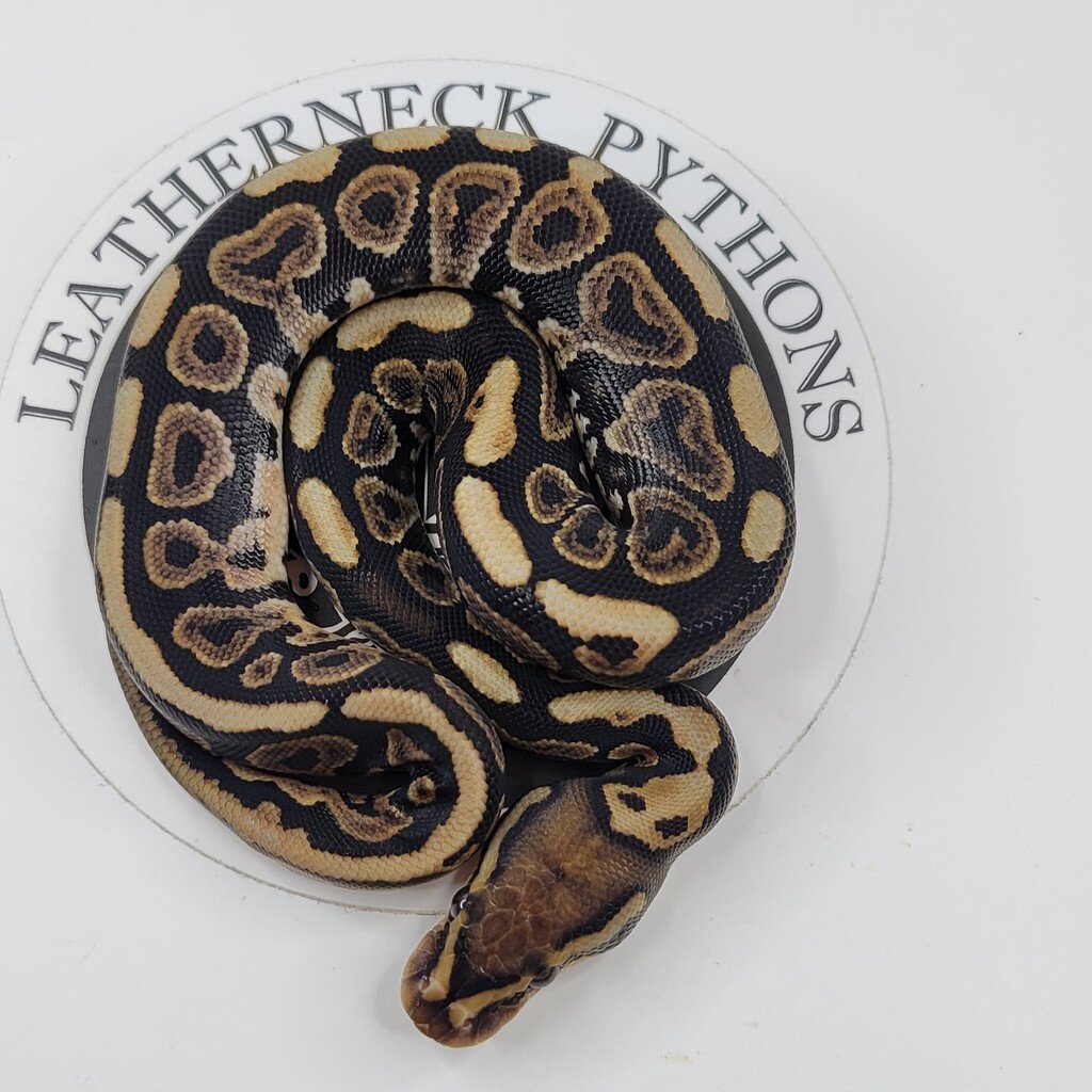 ID confirmations please - Ball Pythons - MorphMarket Reptile Community