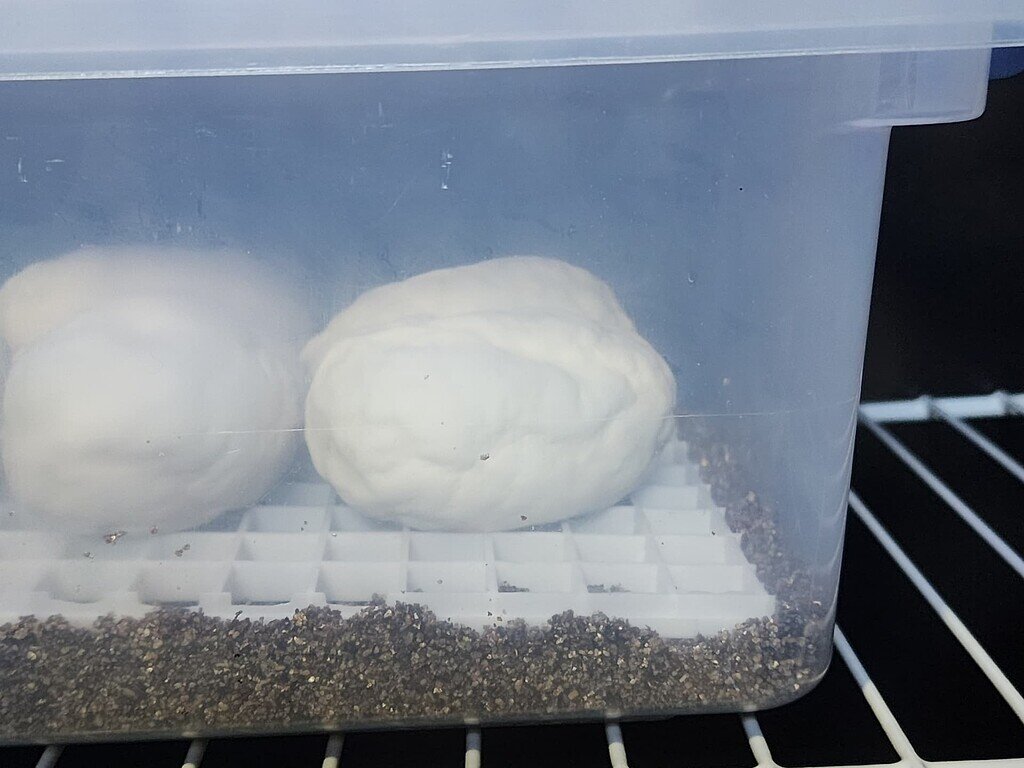 First Clutch, Are My Eggs Okay? - Ball Pythons - MorphMarket Reptile ...