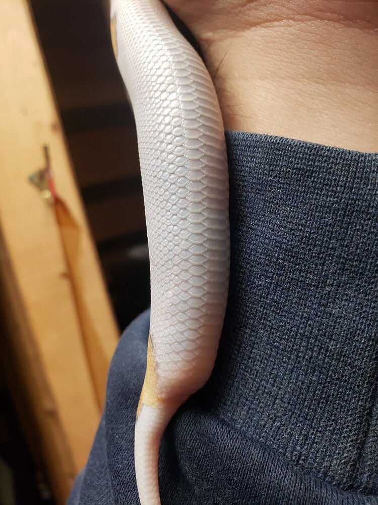 Swollen lower third of body hatching ball python - Ball Pythons ...