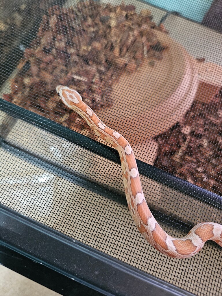 Rescue Morph ID - Corn Snakes - MorphMarket Reptile Community