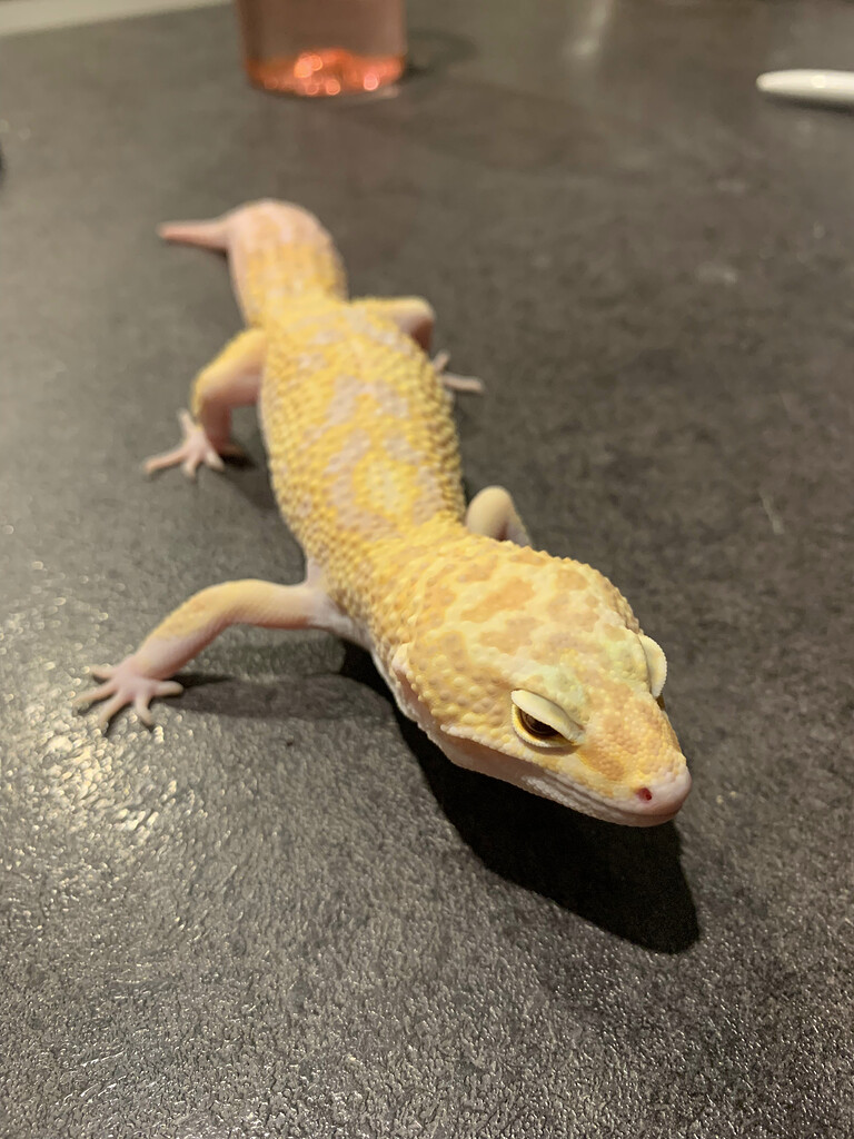 Bioactive Leopard Geckos Enclosure - Leopard Geckos - MorphMarket ...