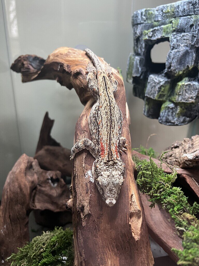 Gargoyle Bioactive set up? - Geckos - MorphMarket Reptile Community