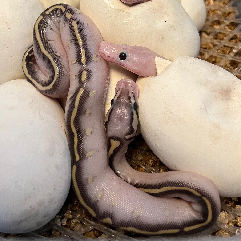 😍 Looking nice - Ball Pythons - MorphMarket Reptile Community