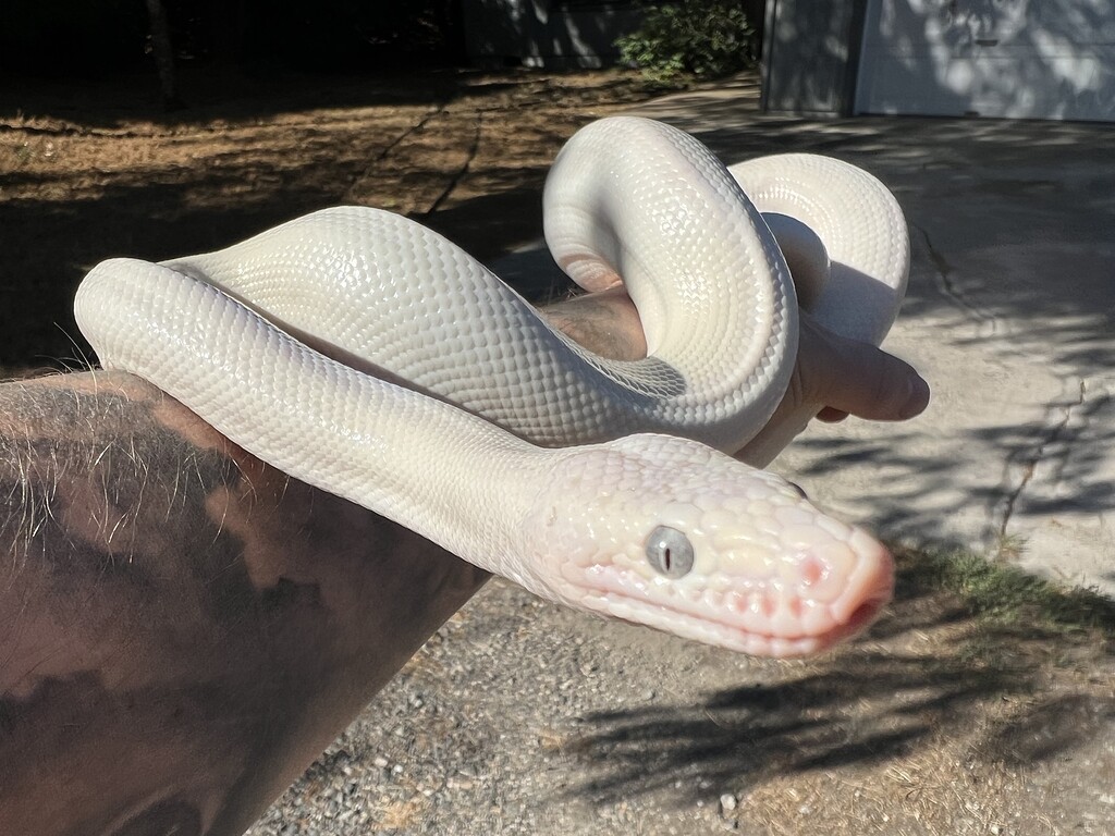 CRB Leucistic morph combos? - Rainbow Boas - MorphMarket Reptile Community