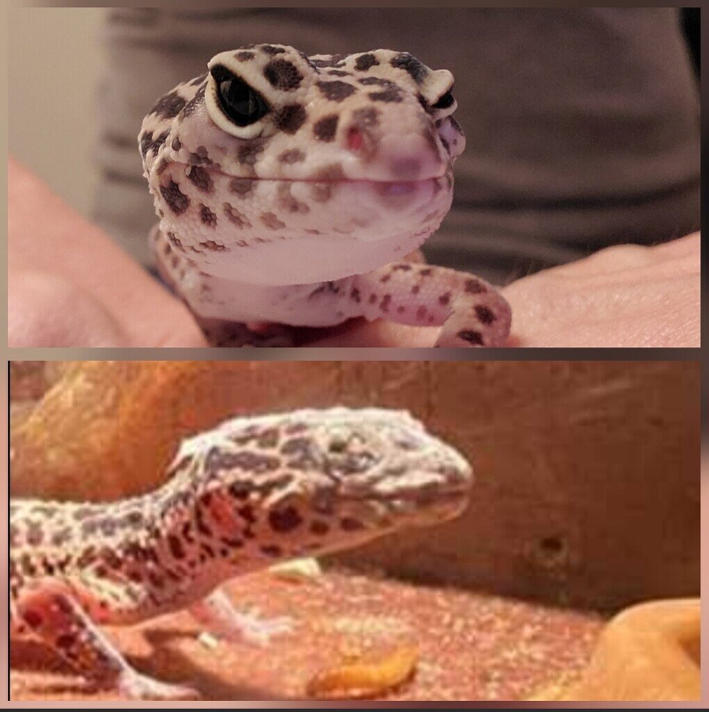 Enigma Syndrome in Normal LG? - Leopard Geckos - MorphMarket Reptile ...