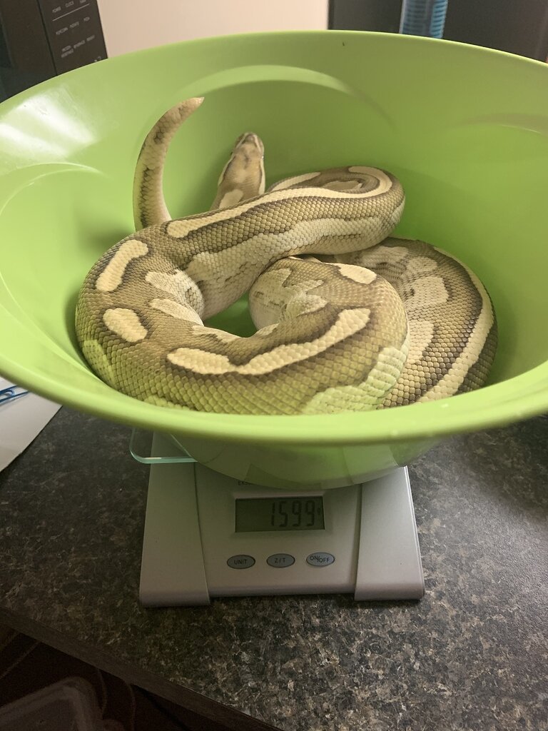 Growth spurt - Ball Pythons - MorphMarket Reptile Community