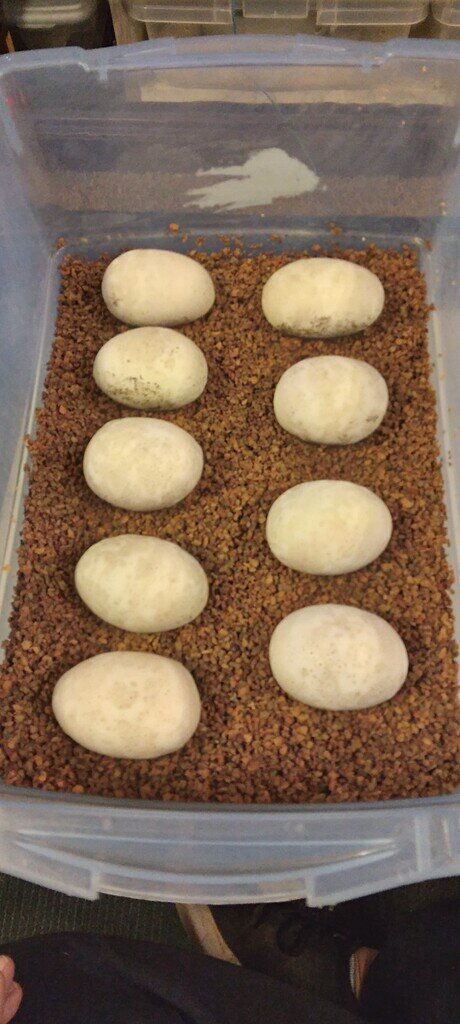 Greenish coloration inside eggs? - Ball Pythons - MorphMarket Reptile ...