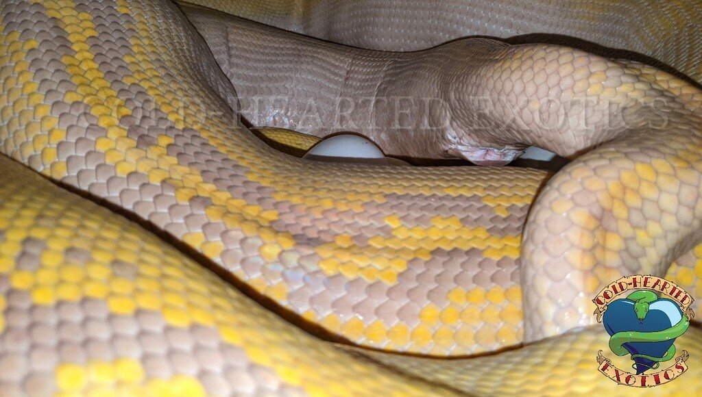 Eggs are here! Woo! - Reticulated Pythons - MorphMarket Reptile Community