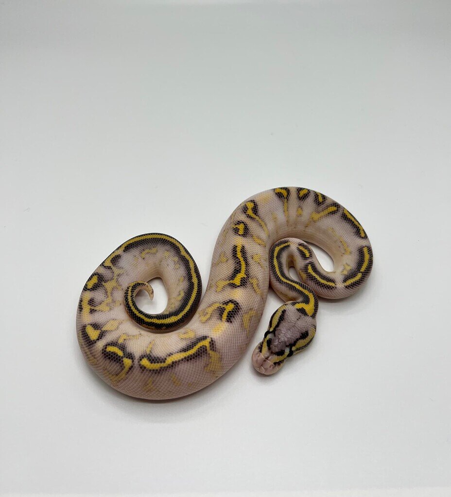 Help identifying this yb complex - Ball Pythons - MorphMarket Reptile ...