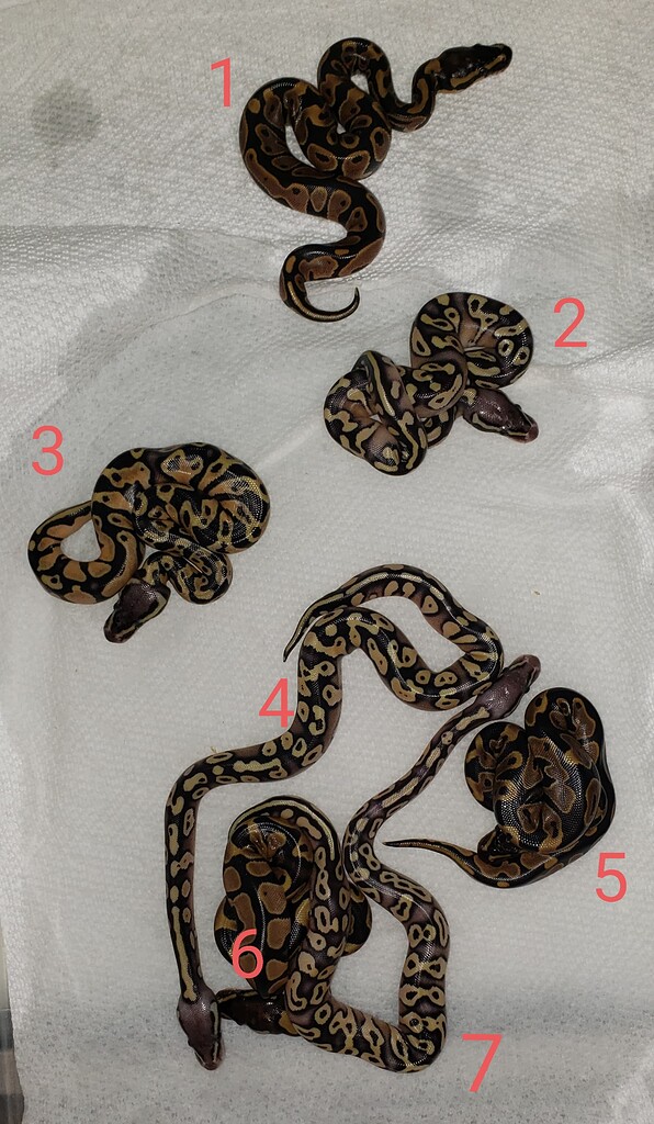 ID Super Asphalt - Ball Pythons - MorphMarket Reptile Community
