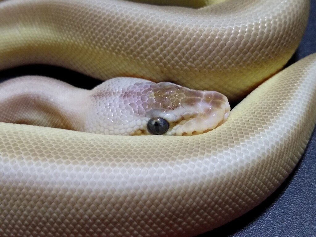 Close up photo - Ball Pythons - MorphMarket Reptile Community