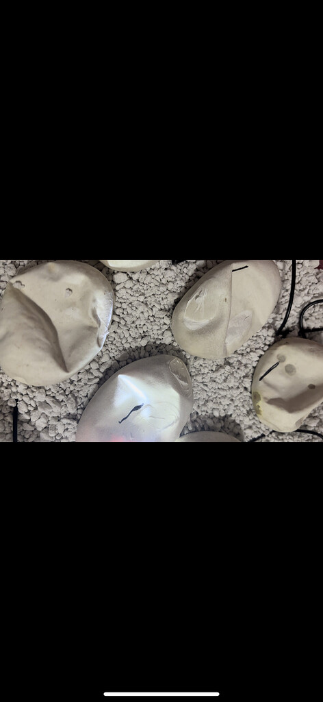 Ball python eggs ready to hatch? - Ball Pythons - MorphMarket Reptile ...