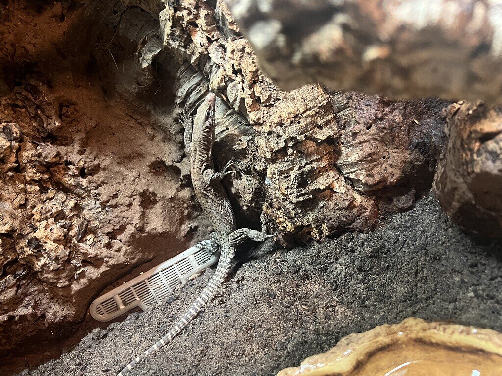 Meet Ivar the Pilbara 😁 - Monitors - MorphMarket Reptile Community