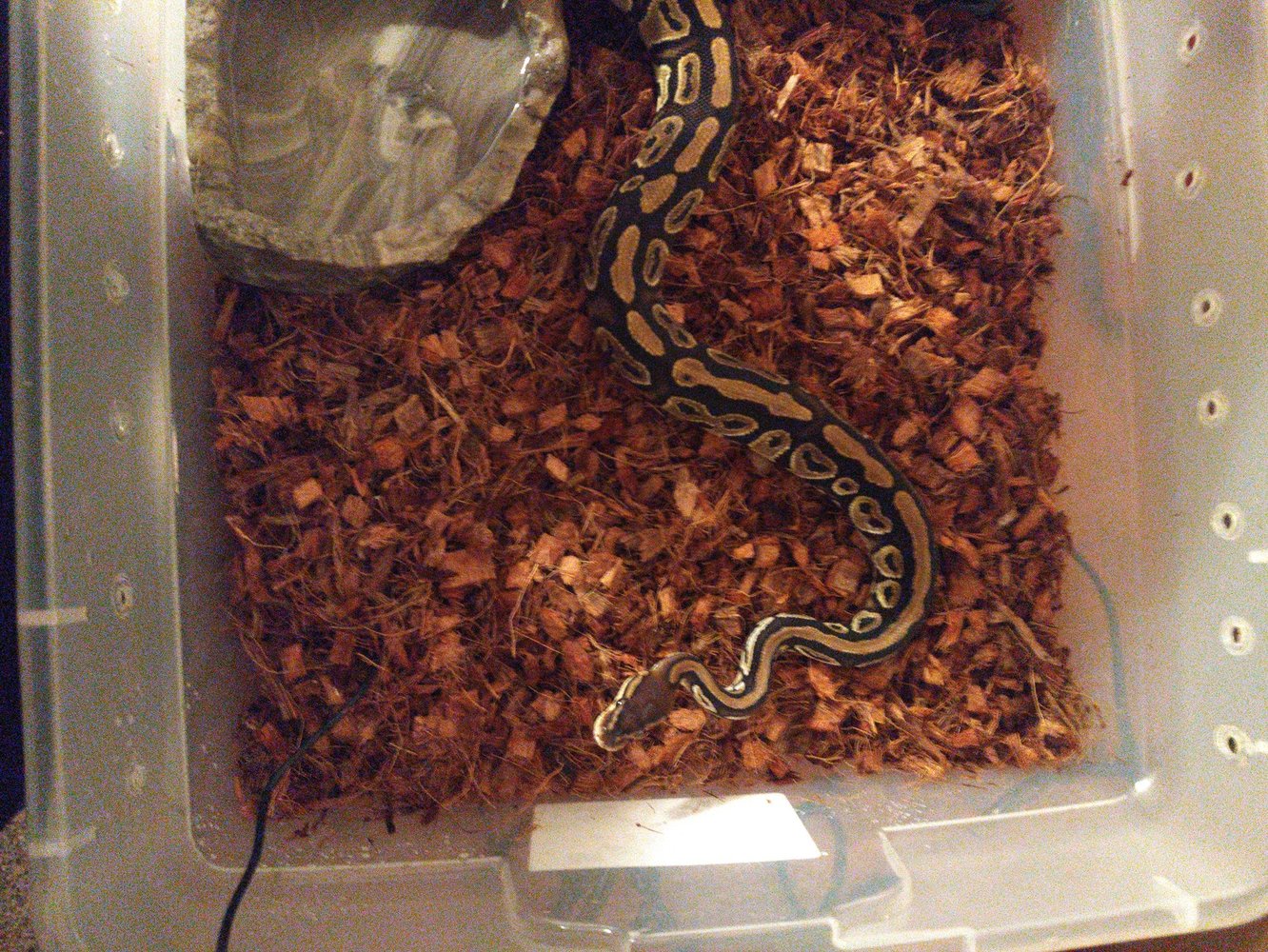 Show me your Alien heads - Ball Pythons - MorphMarket Reptile Community