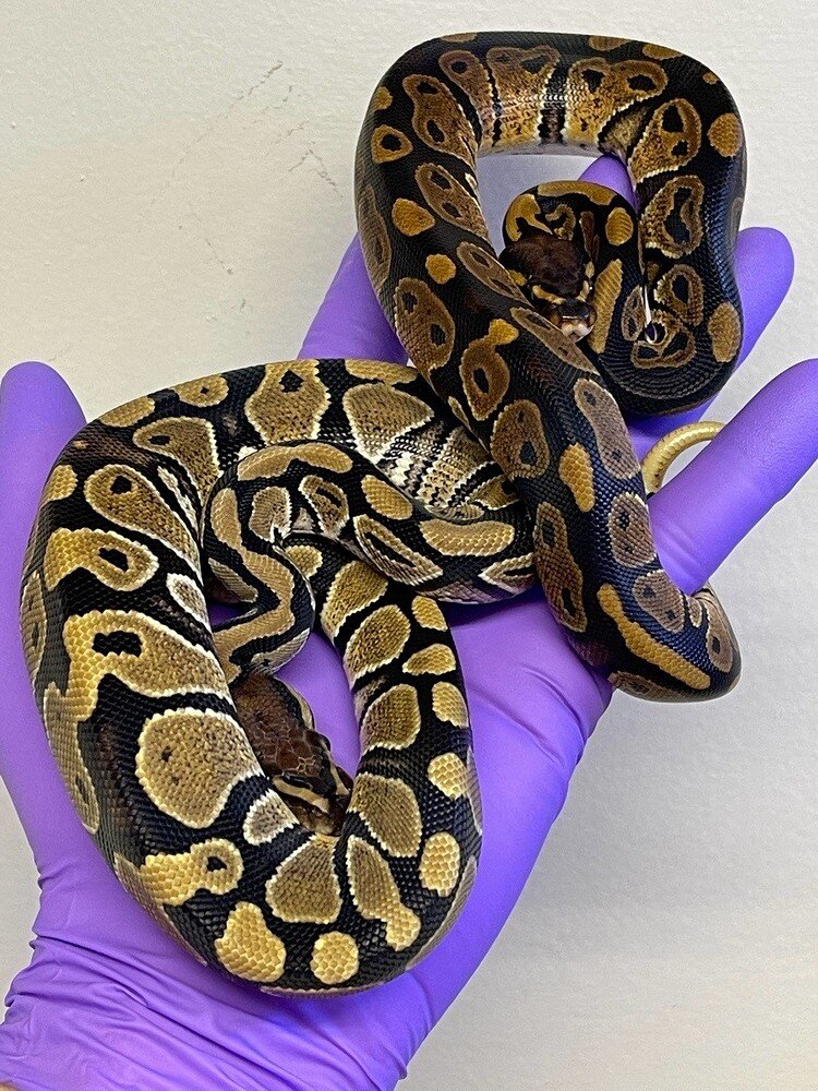 Can anyone please help identify her morph? - Ball Pythons - MorphMarket Reptile Community