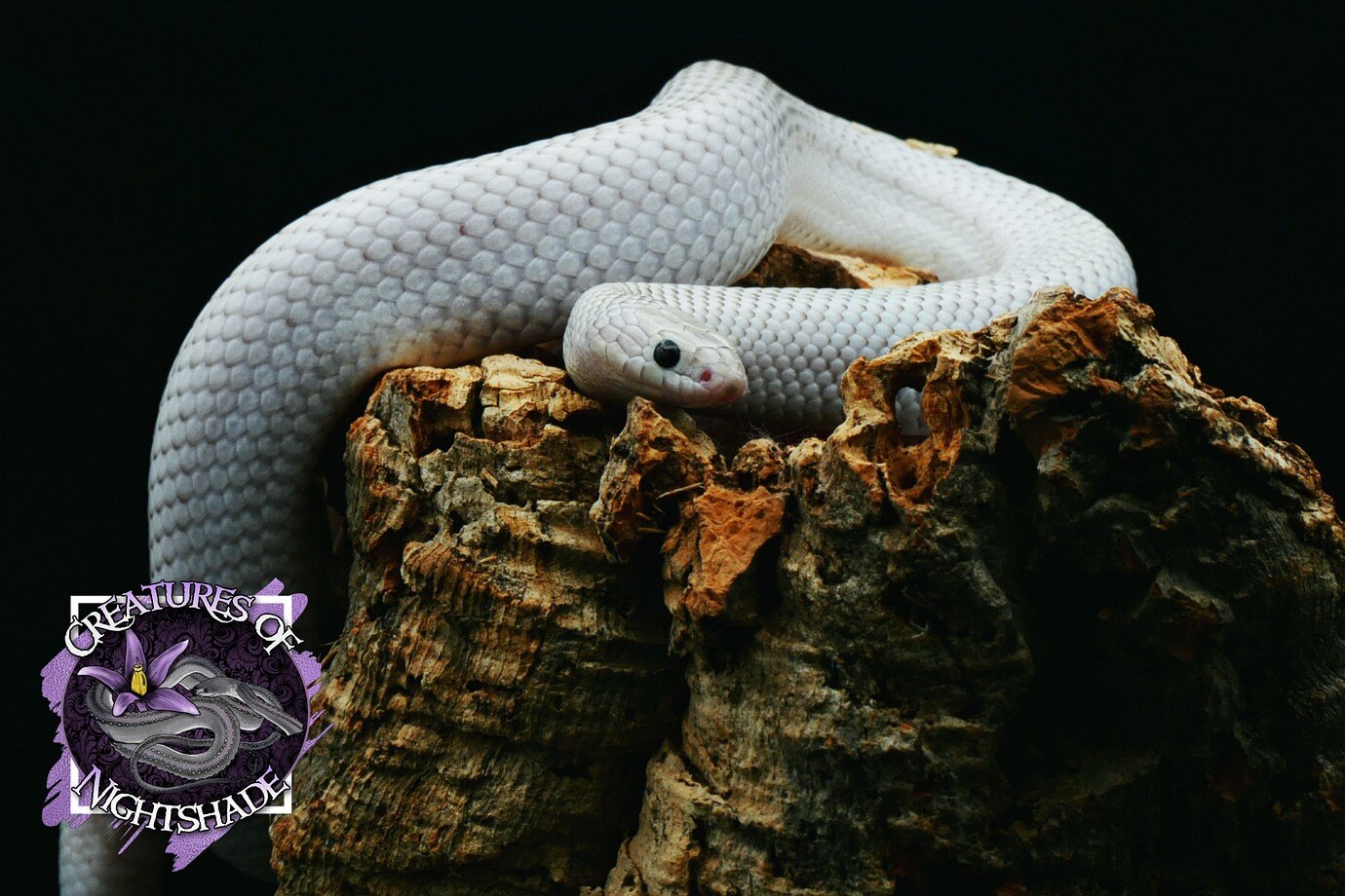 Pure White Kingsnakes! - Kingsnakes - MorphMarket Reptile Community