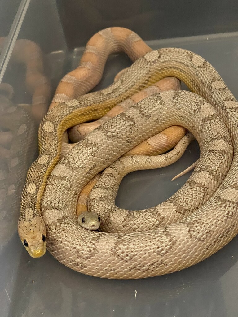 2025 Pairings + Confetti Saga - Page 3 - Corn Snakes - MorphMarket ...