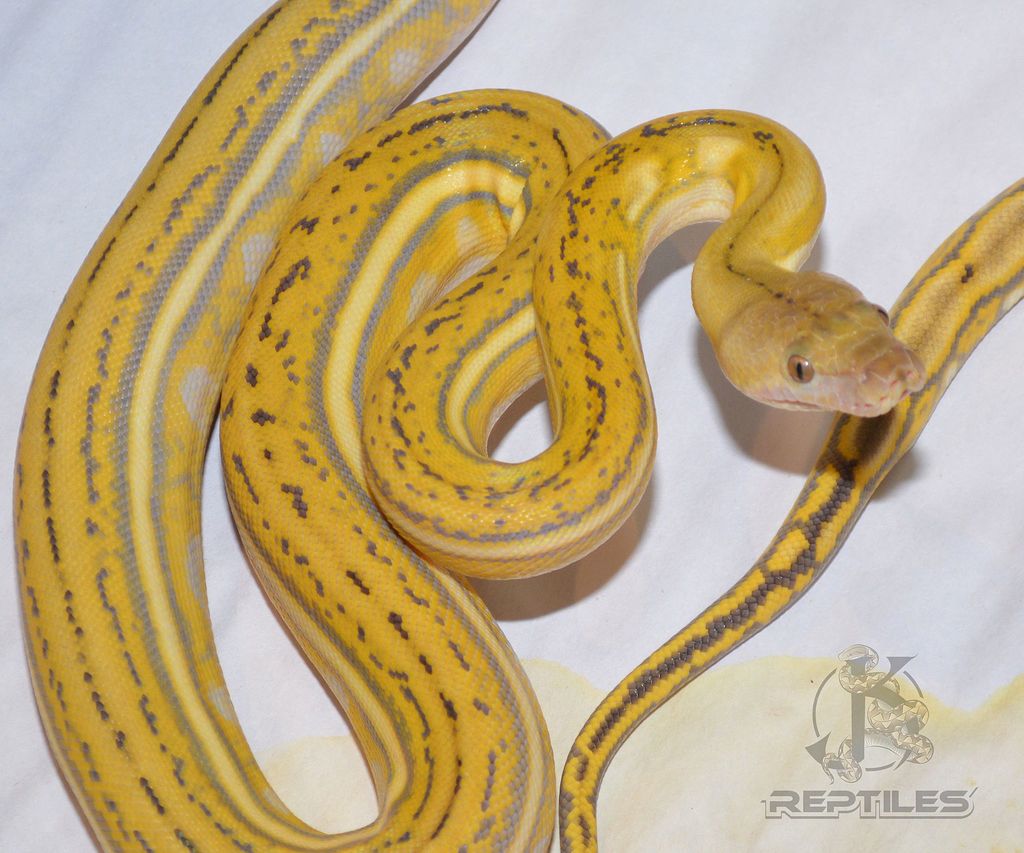 Updated Hypo Pics - Reticulated Pythons - MorphMarket Reptile Community