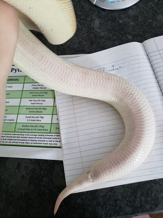 Is this scale rot? - Ball Pythons - MorphMarket Reptile Community