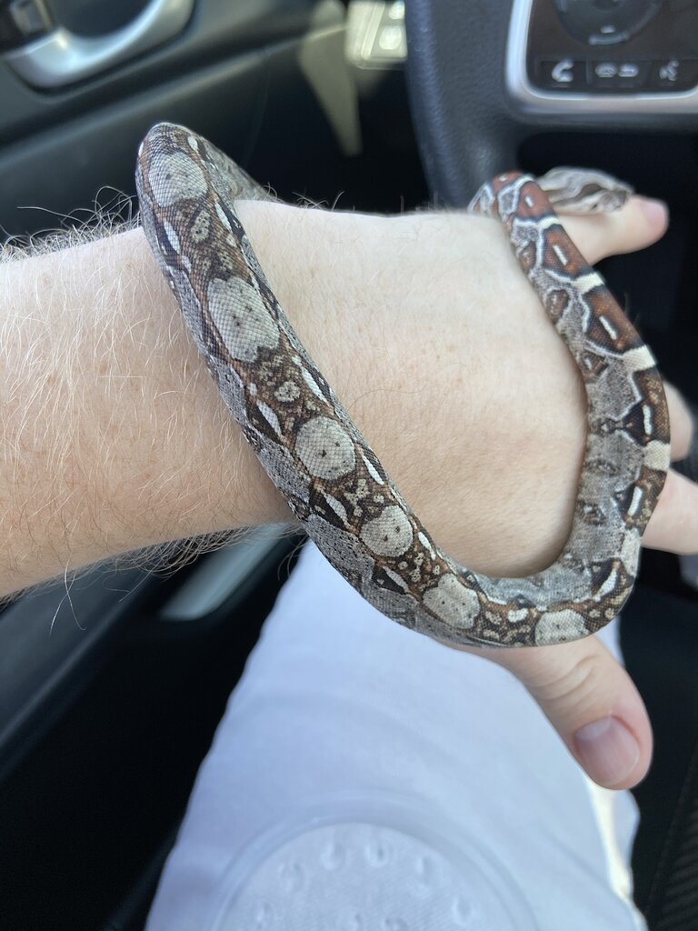 BCC or BCI? Or mix? - Boa Constrictors - MorphMarket Reptile Community