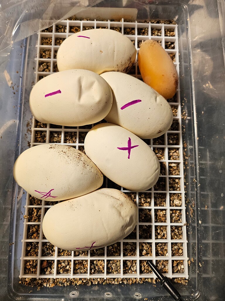 Sweaty Eggs? - Ball Pythons - MorphMarket Reptile Community