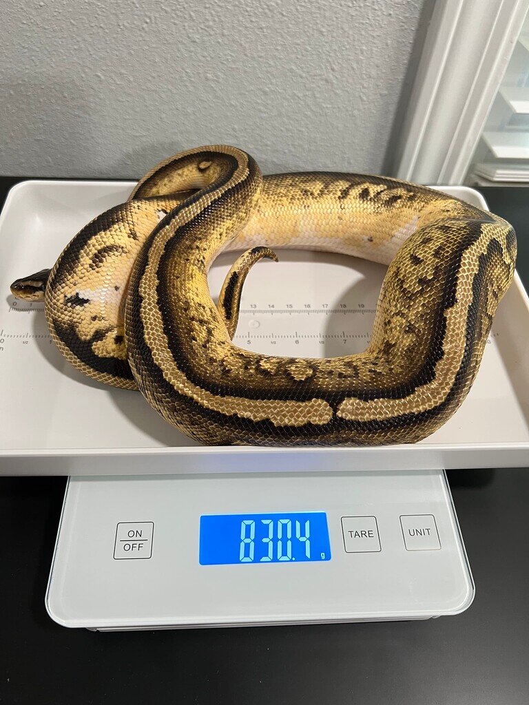 Help with identification? - Ball Pythons - MorphMarket Reptile Community