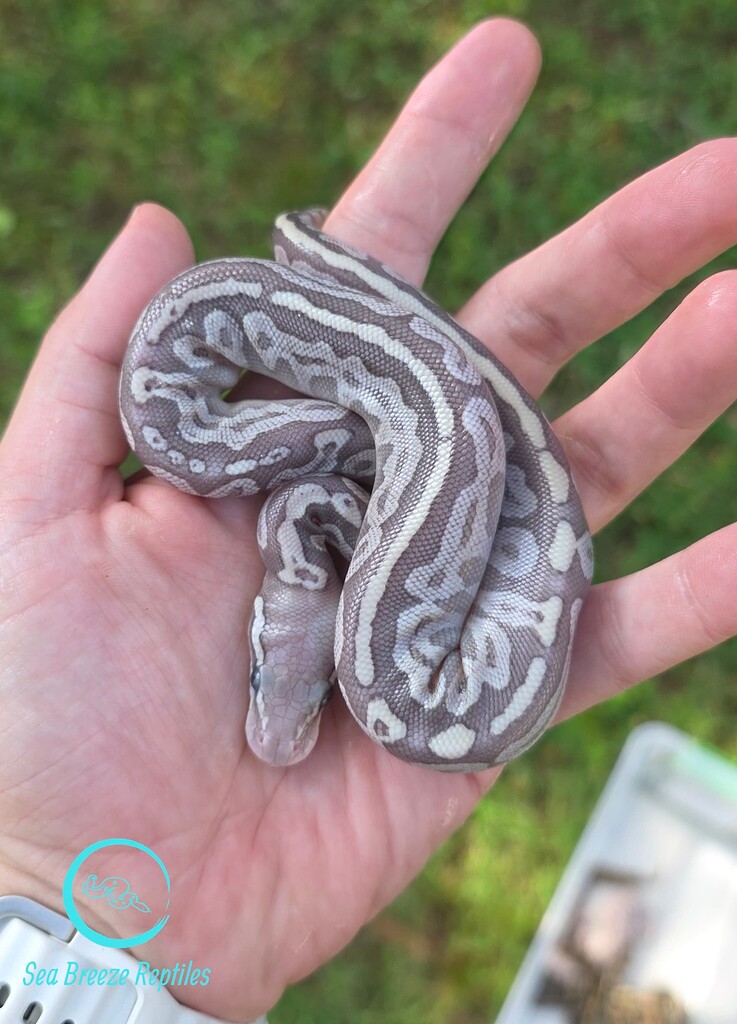 Second clutch of 2025 - Ball Pythons - MorphMarket Reptile Community