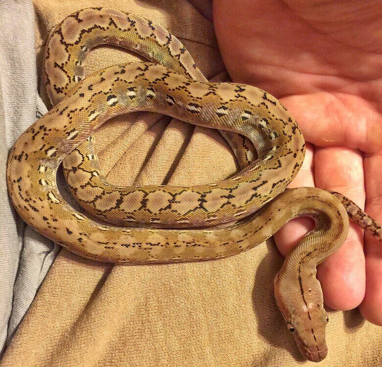 Reticulated python identification - Reticulated Pythons - MorphMarket ...