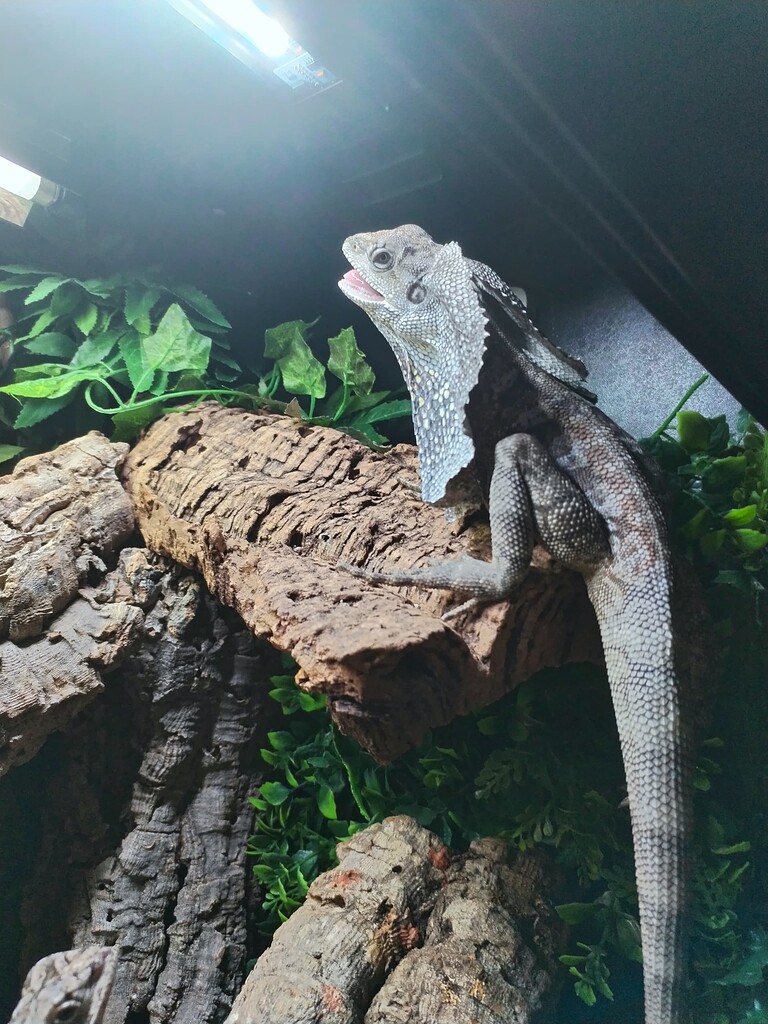 Frilled dragon Dilo doing some flexing the day - All Reptiles ...