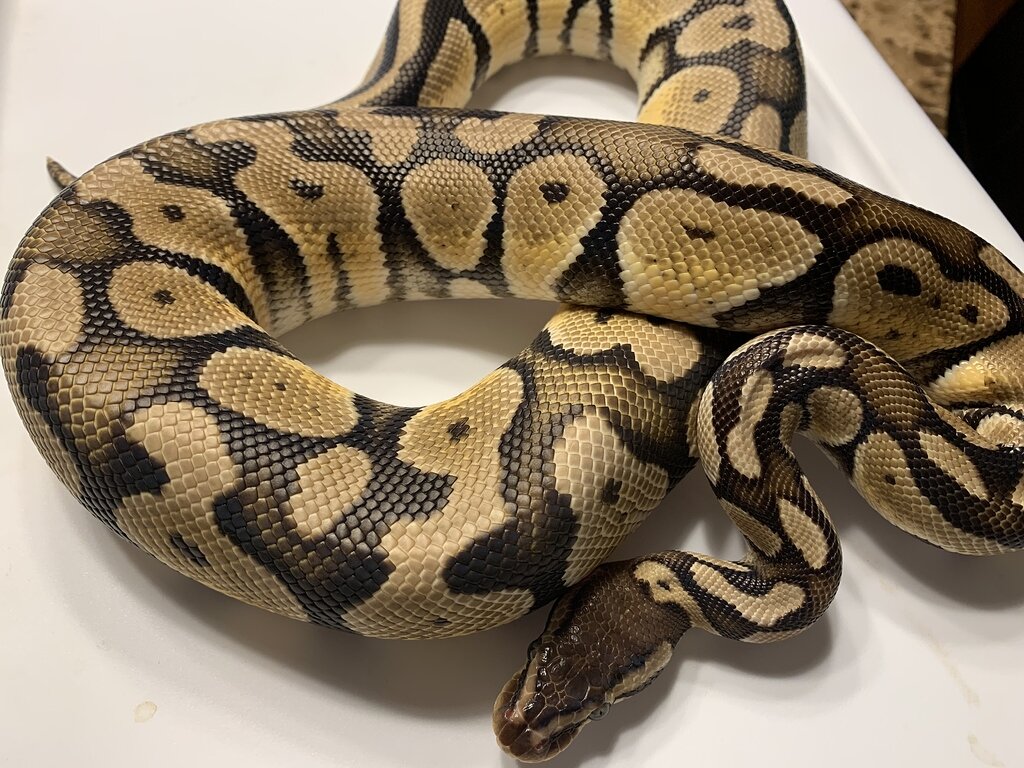 Can anyone help me with these guys - Ball Pythons - MorphMarket Reptile ...